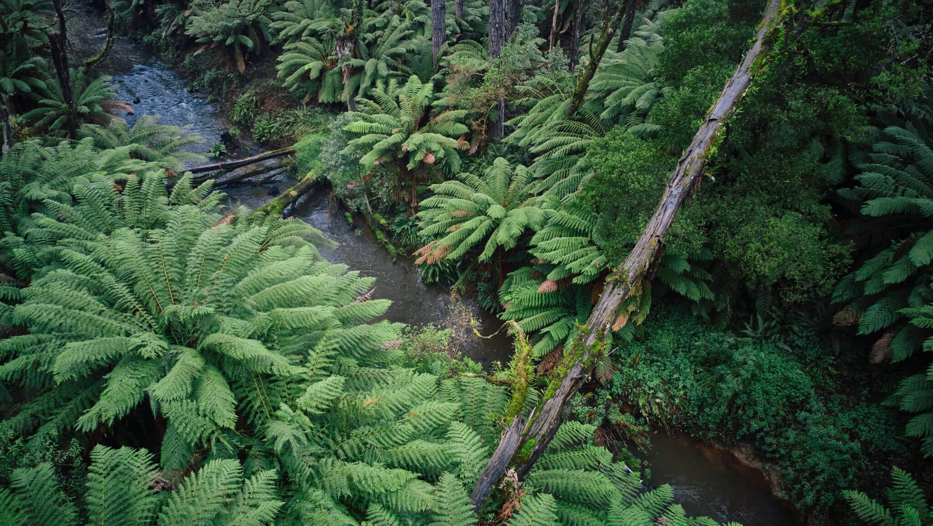 The Redwoods - Visit Great Ocean Road